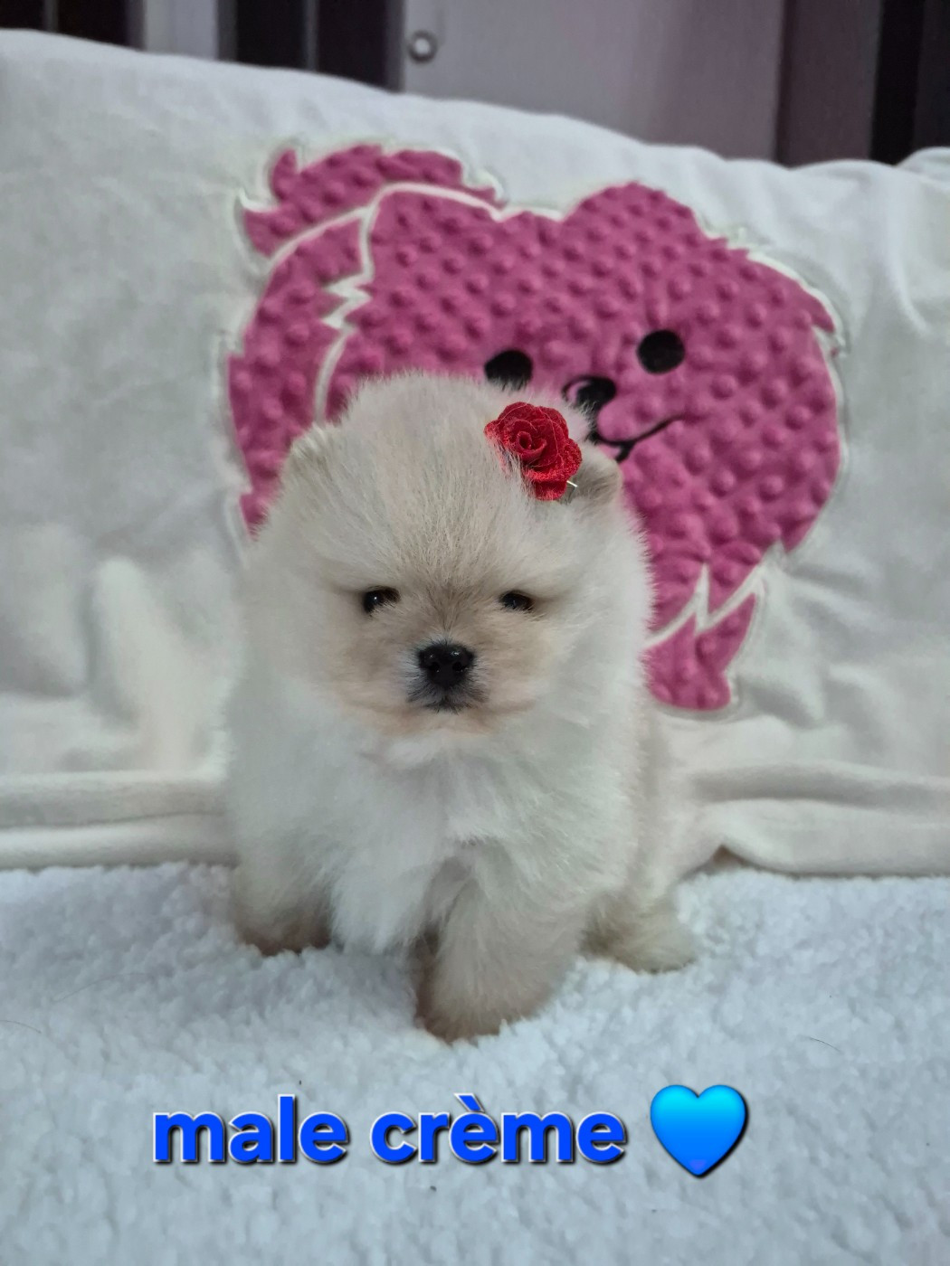 Futures portées - Elevage Pascale Bessy - eleveur de chiens Spitz allemand